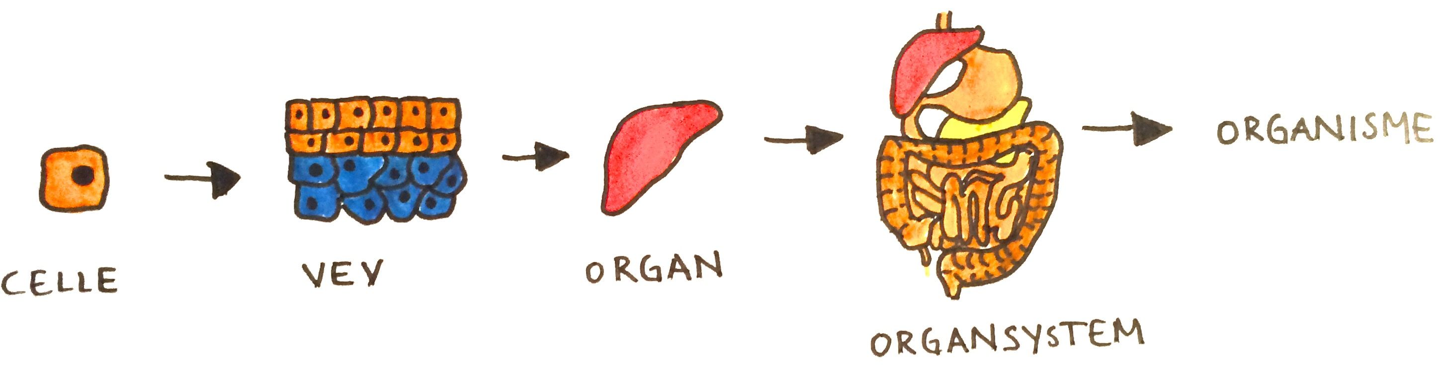 Celler for dummies - Mutert