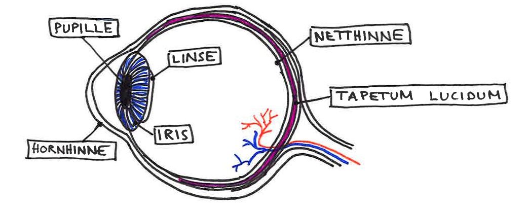 Lysende øyne - Mutert
