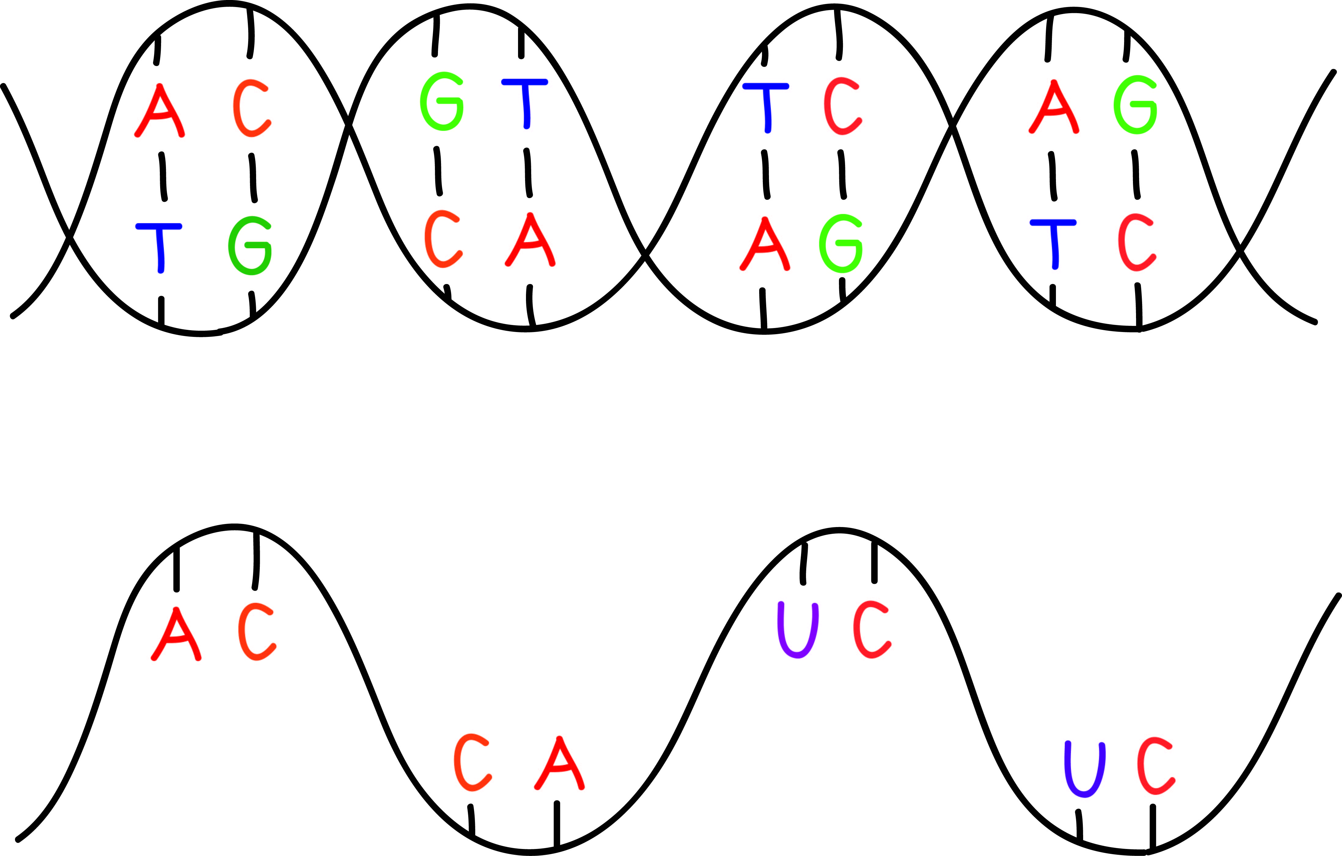 DNA og RNA - likheter og ulikheter - Mutert